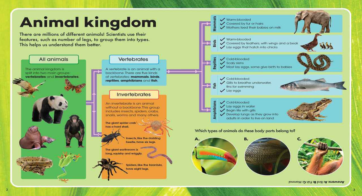 Explore & Learn Book Kit Animals Explorer – Workingdeals